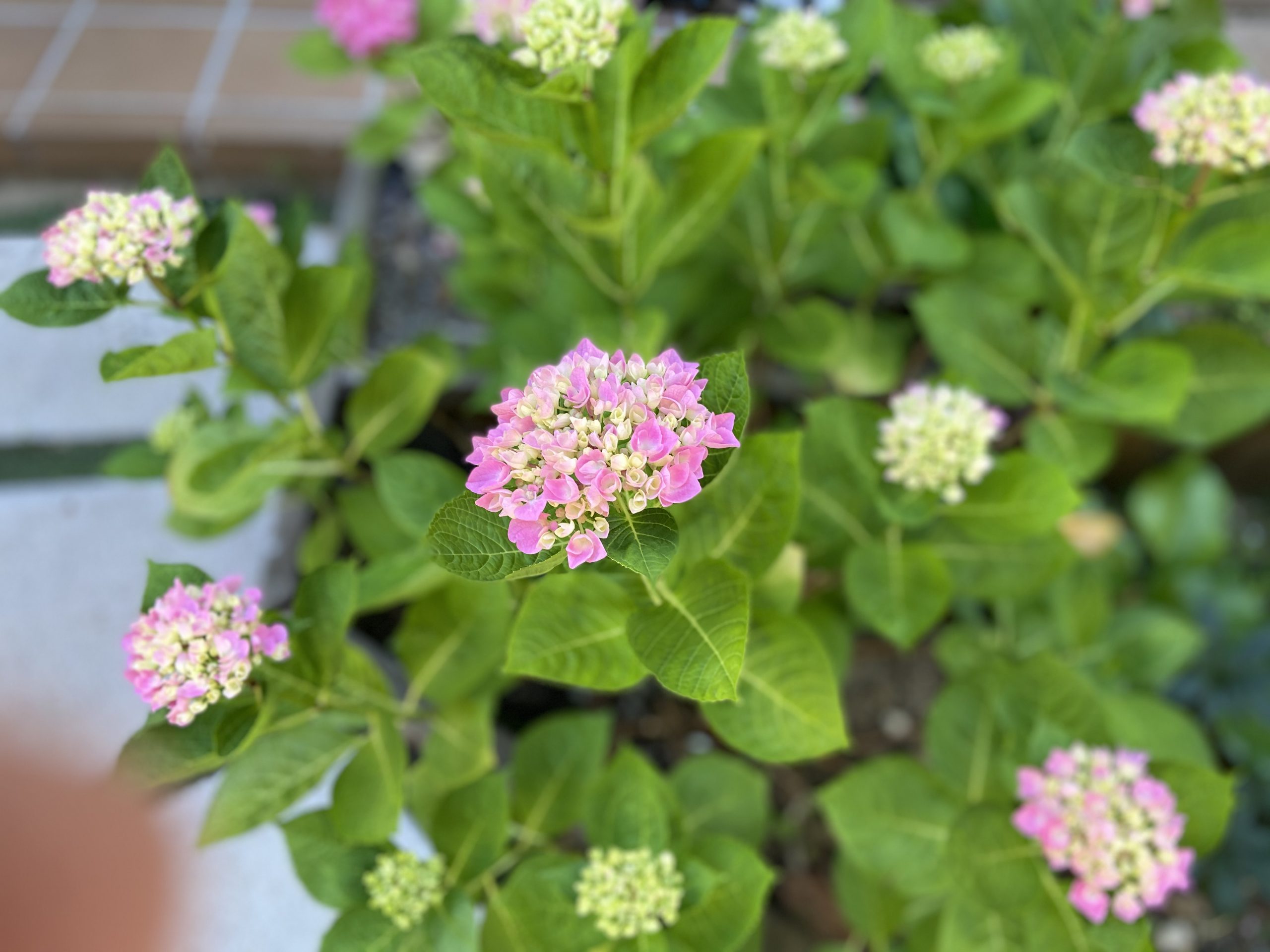 Academia Floral 6.1. INTRODUCCIÓN - Academia Floral