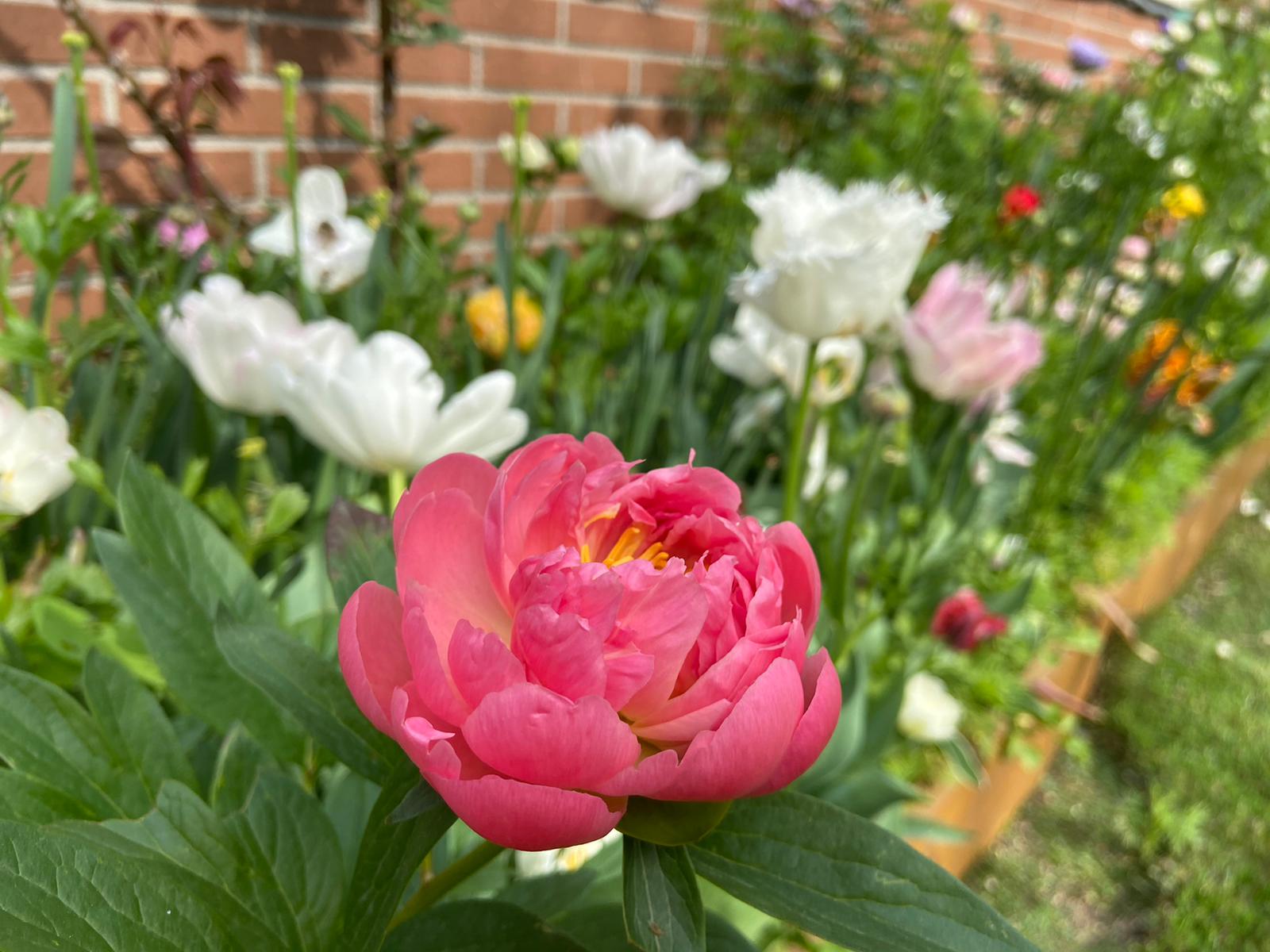 Academia Floral 3.5. Otras flores - Academia Floral